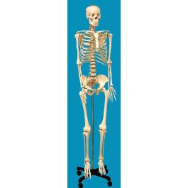 MansionLabs.com : United Scientific Human Skeleton Model, Life-sized ...