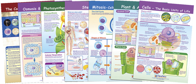 MansionSchools.com : NewPath Learning Bulletin Board Chart Set of 7 ...